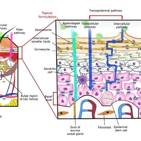 Normal Human Skin Download Scientific Diagram