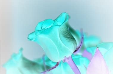 Invert Image Colors Negative Image Converter