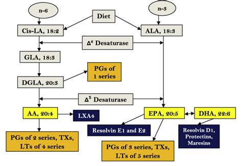 Scheme Showing Metabolism Of Essential Fatty Acids Their Role In