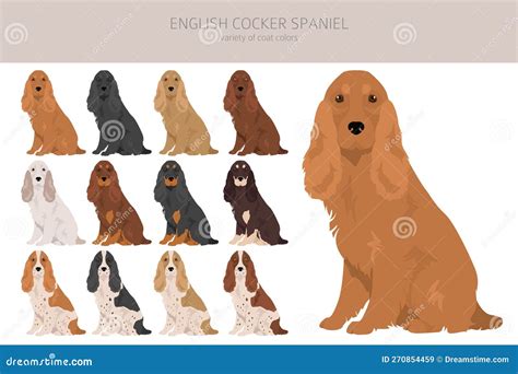 English Cocker Spaniel Clipart Different Poses Coat Colors Set Stock