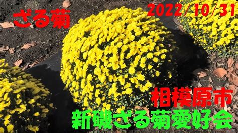 相模原市ざる菊今は満開の情報 新磯ざる菊愛好会 2022年10月31日 YouTube