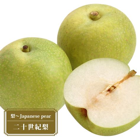 【楽天市場】梨 苗木 【二十世紀梨】 1年生接木苗 単品 Or 受粉樹セット：苗木部 By 花ひろばオンライン