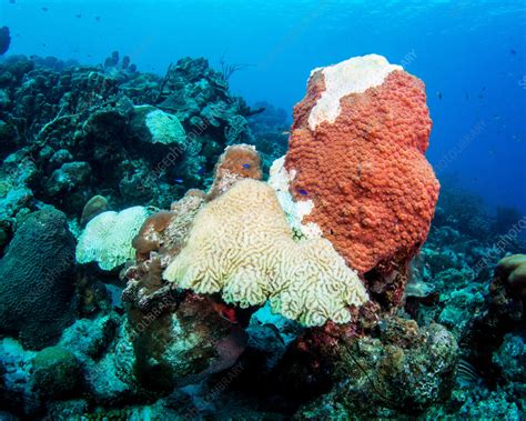 Bleached Coral Stock Image C058 2737 Science Photo Library