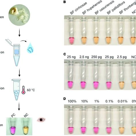 Visualization Of The Recombinase Assisted Loop Mediated Isothermal Dna Download Scientific
