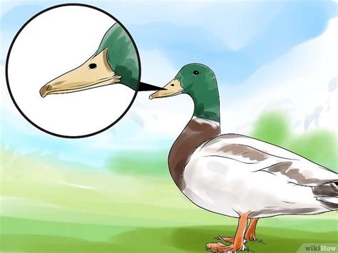Differences Between Ducks And Geese
