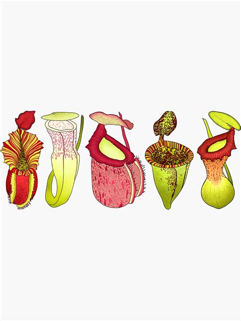 Five Carnivorous Nepenthes Pitcher Plants Sticker For Sale By NepenthesArt Redbubble