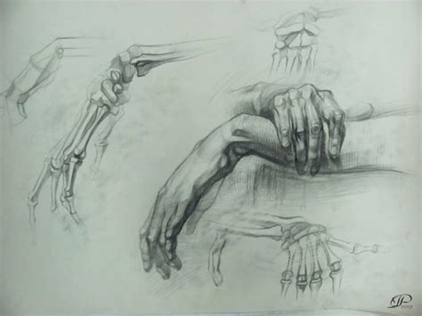 Пин от пользователя Sonya на доске Анатомия Наброски Портретные