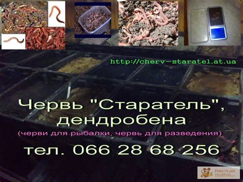 Продам черви Дендробена молодь, купить черви Дендробена молодь ...