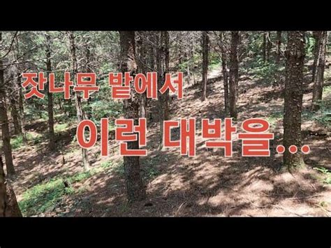 버섯산행 잣나무밭에서 대박을 터트리고 왔습니다 YouTube