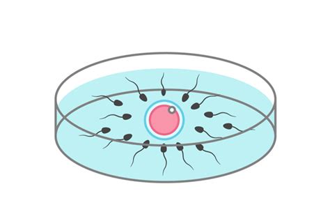 体外受精のスケジュール・流れ｜東京中野女性のためのクリニックミリオンivf