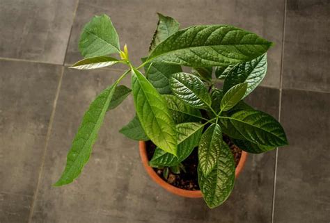 How Big Do Avocado Trees Grow