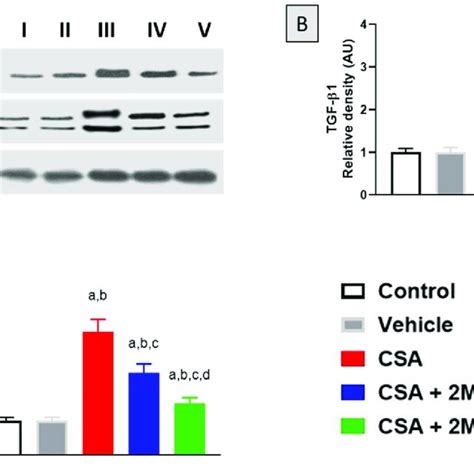Effect Of 2 Me Tpgs On Tgf β1 And Phosphorylated Erk12 Expression In