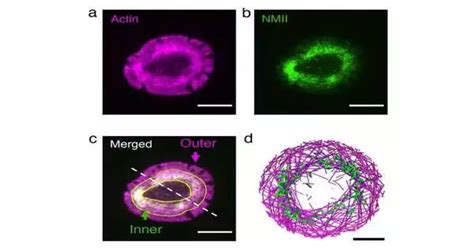 The Morphology Of Cells Is Determined By Molecular Tug Of War QS Papers