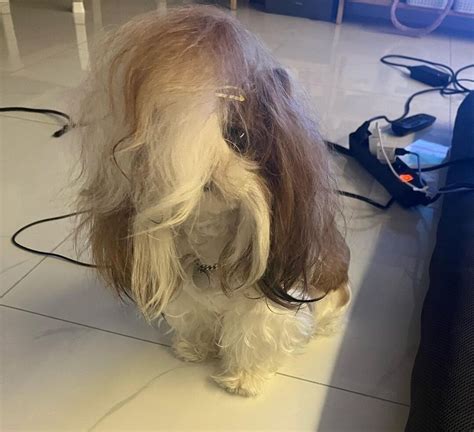 블라인드 블라블라 헤어스타일을 바꿔보았다