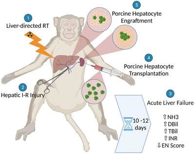 Acute Liver Failure Patient