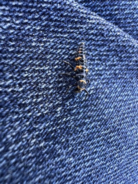 Whats This Bug In Oklahoma Rwhatsthisbug