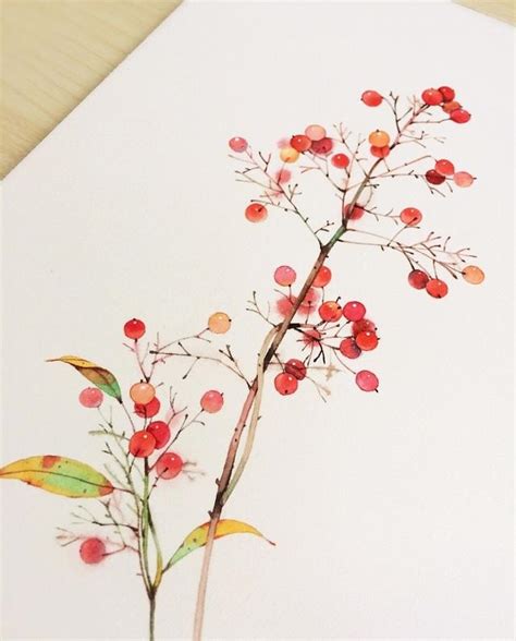 南天竹水彩手繪南天竹詳細教程嬌俏可愛小紅果 每日頭條