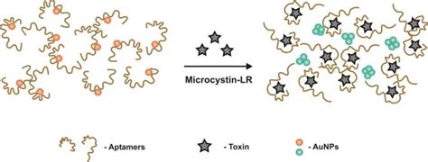 Highly Sensitive Colorimetric Aptasensor For Detection Of Download