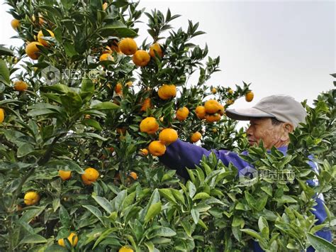 江西泰和初冬采橘忙 视觉江西 大江网首页
