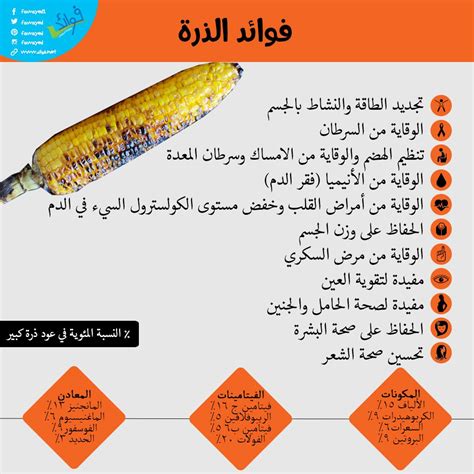 انفوجراف فوائد الذرة المدهشة