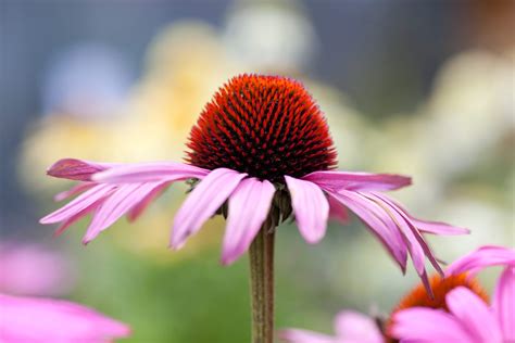 14 Medicinal Herbs You Can Grow Readers Digest