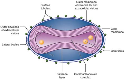 Monkeypox Virus Creative Diagnostics