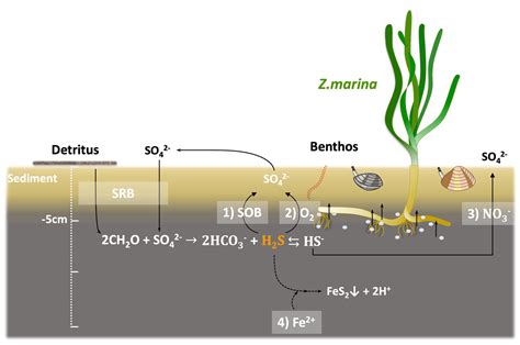 Microbial Detoxification Of Sediments Underpins Persistence Of Zostera Marina Meadows