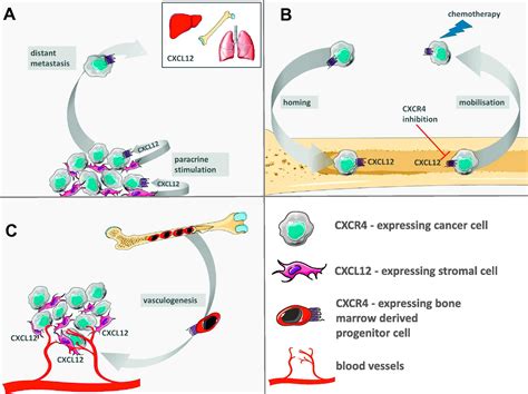 A Review On CXCR4 CXCL12 Axis In Oncology No Place To Hide European