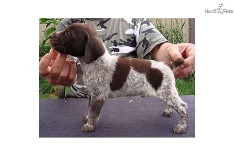 German Shorthaired Pointer Colors Liver Dopi