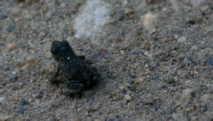 Lessons From A Teeny Tiny Toad Jolene Philo