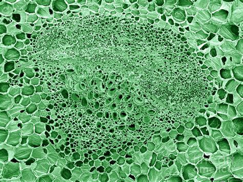 Celery Stalk Cross Section