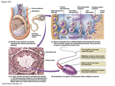 Reproductive Systems Ppt Download
