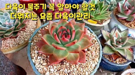 다육이물주기방법 꼭 알고 결심해야 합니다 ㅎ 계절과 관련된 물주기 저면관수 방법 Youtube