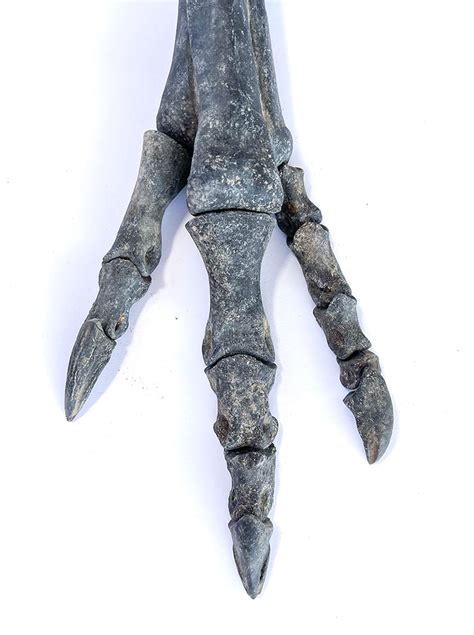 Theropod Leg “black Beauty” The Natural Canvas