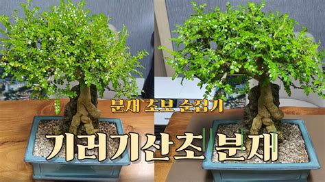 식물 분재 기러기산초 순집기[이발하기] Youtube