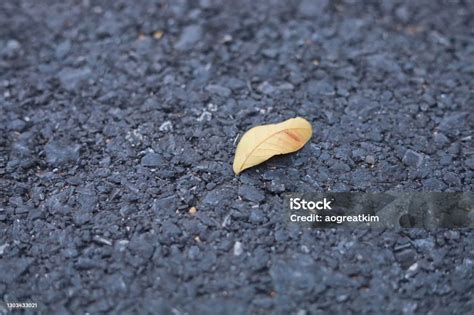 도로에 닫고 부드러운 초점 건조 잎 복사 공간 추상적 인 배경으로 마른 잎의 세부 사항을 닫습니다 말린 잎은 도로에 떨어집니다 도로에서 지상에 가을 잎 0명에 대한 스톡