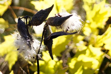 Algodoncillo Semillas Vaina Foto Gratis En Pixabay Pixabay