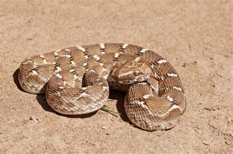 Saw Scaled Viper Echis Carinatus Stock Image Image Of Named Echis