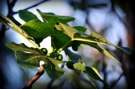 The Generation Of The Fig Tree Who Will Witness The Lords Return By