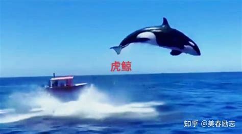 地球上11中高智商动物海豚排第三猪榜上有名 知乎