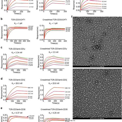 pdf structural basis of assembly of the human tcr cd3 complex