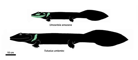 New Discovery First African Fossils Of Devonian Tetrapods Nscf