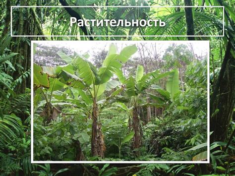 Влажные Экваториальные леса Африки презентация онлайн