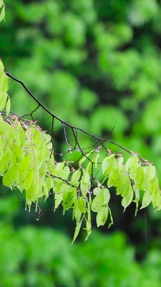 细雨壁纸 细雨手机壁纸 细雨手机动态壁纸 元气壁纸