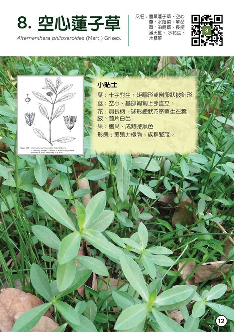 野草手冊 Weeds Handbook By Make A Difference Institute 創不同協作 Issuu