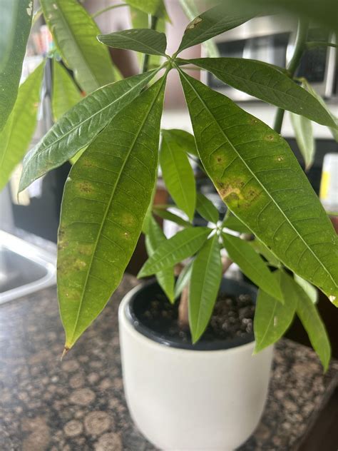 Money Tree Input Rhouseplants