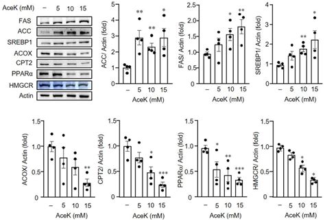 Effects Of AceK On Lipid Metabolism Related Protein Expressions In