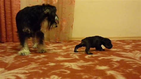 Боня играет с щенком в догоняшки Youtube