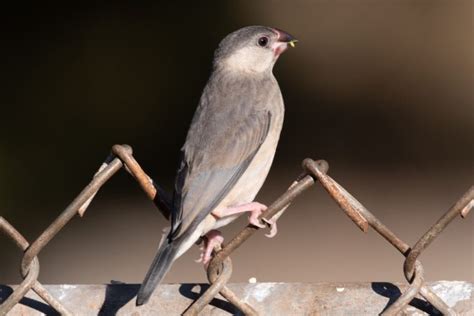 Java Sparrow