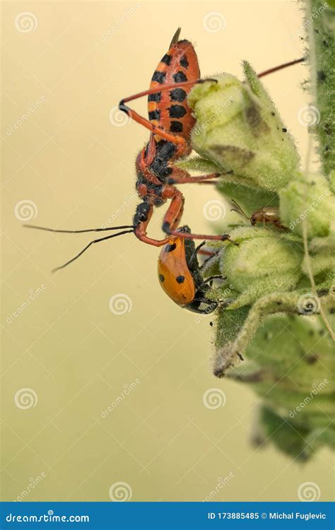 Assassin Bug Rhynocoris Iracundus In Czech Republic Stock Image Image